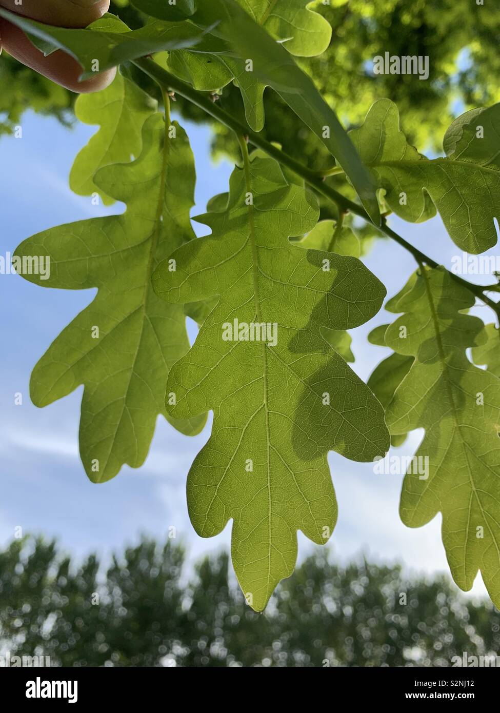 Back lit tree hi-res stock photography and images - Alamy