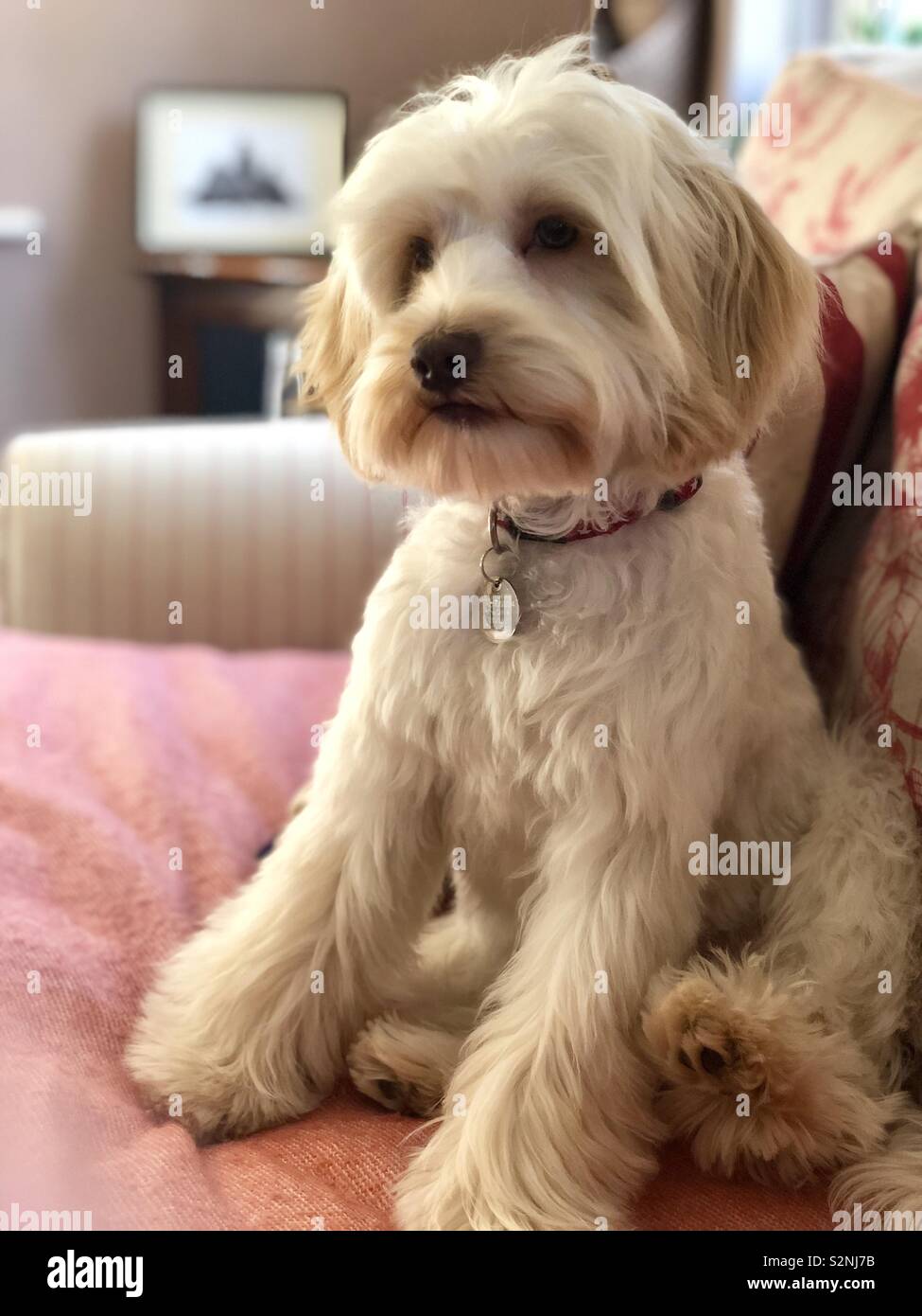 Apricot cockapoo hi-res stock photography and images - Alamy