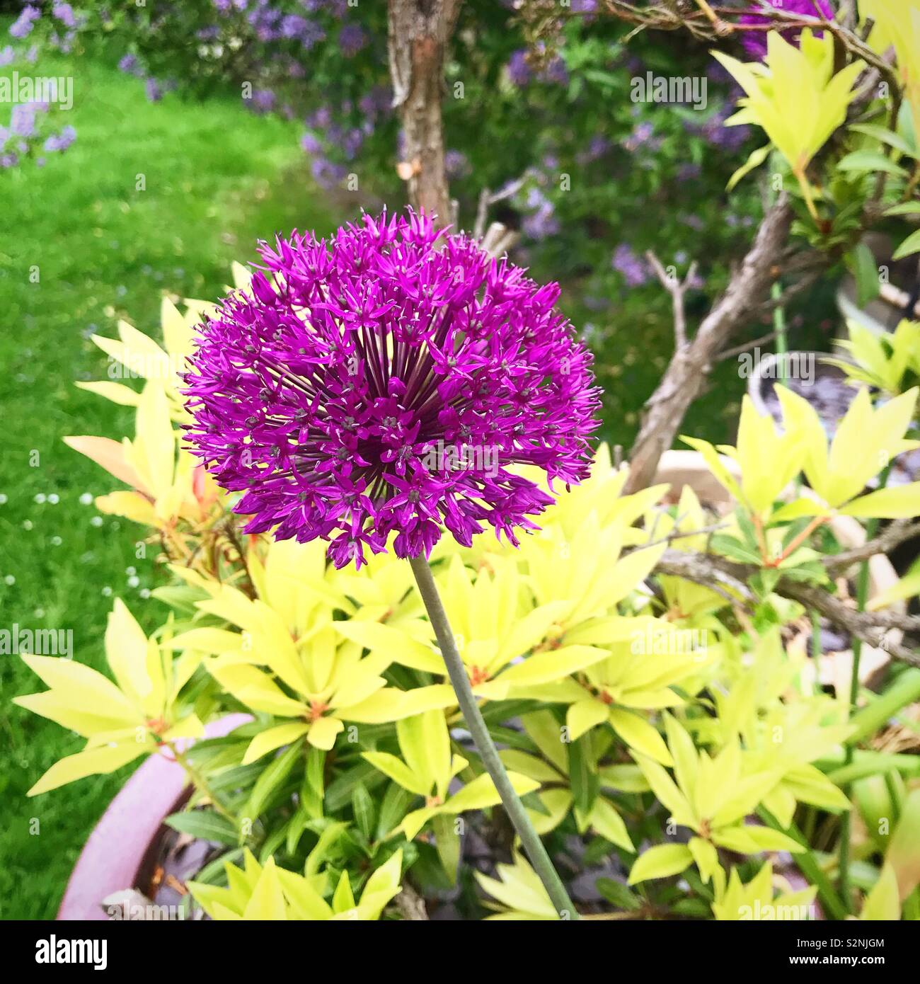 Alliums in bloom Stock Photo - Alamy