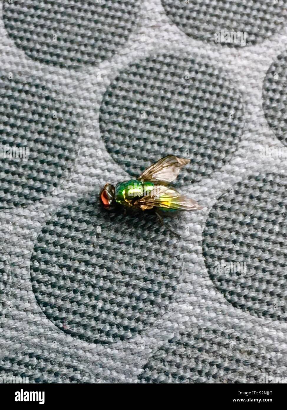 Colourful fly Stock Photo - Alamy