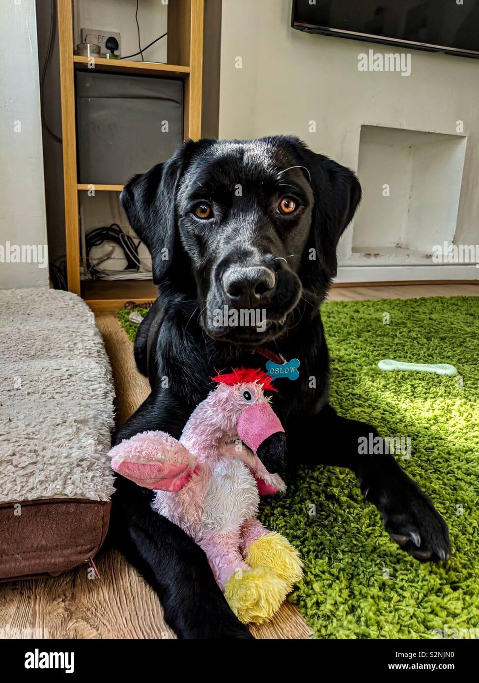 Labrador puppy gorgeous pose Stock Photo - Alamy