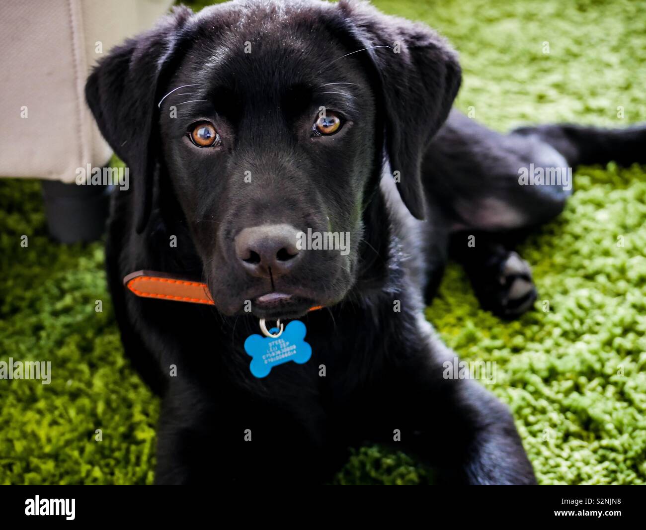 Beautiful Labrador puppy Stock Photo - Alamy