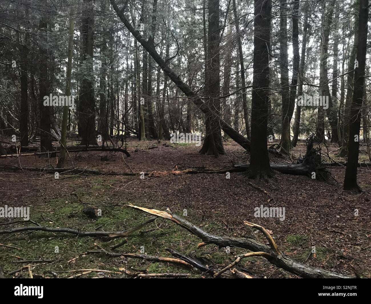 Greys forest hi-res stock photography and images - Alamy