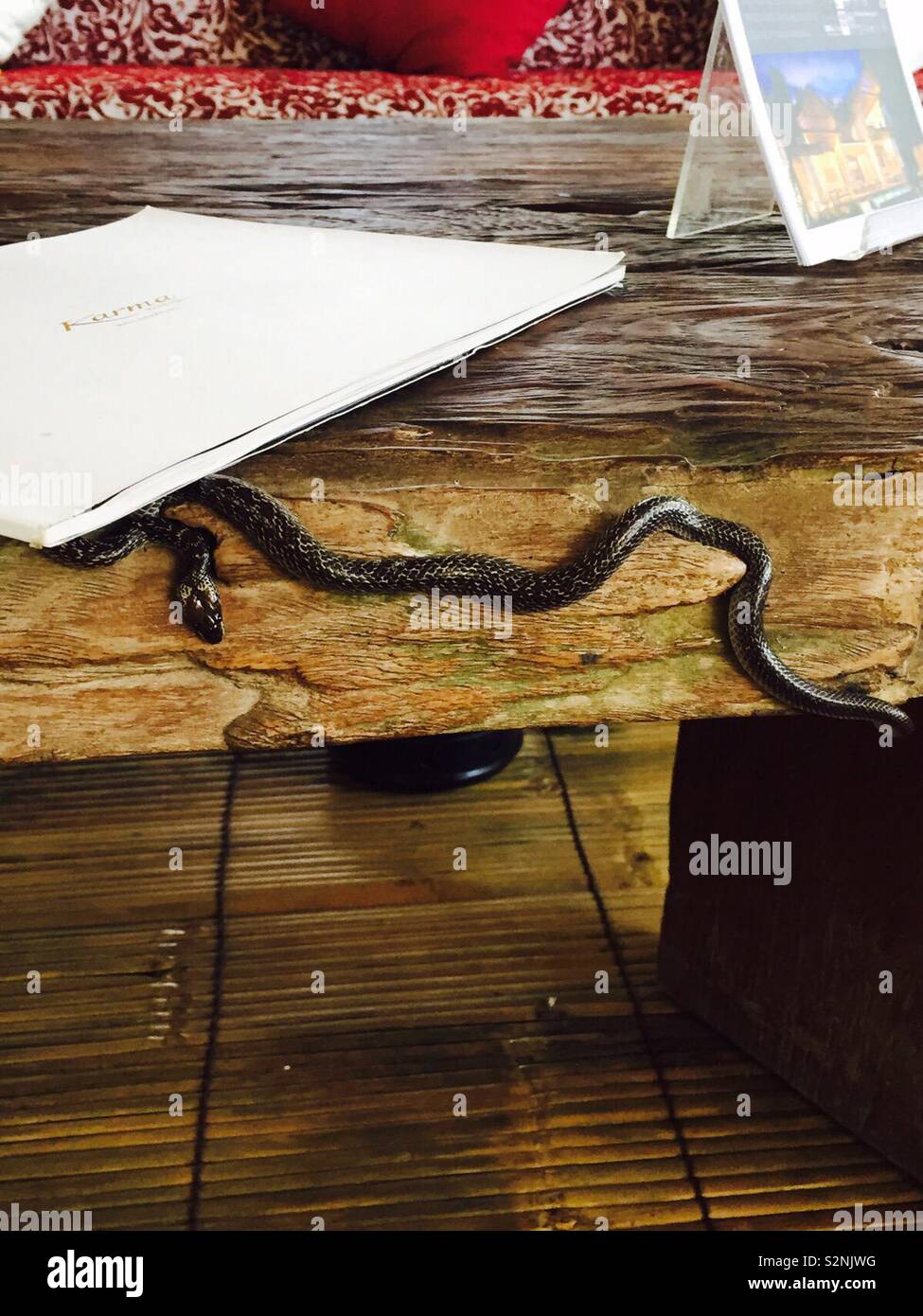 Snake wood hi-res stock photography and images - Alamy
