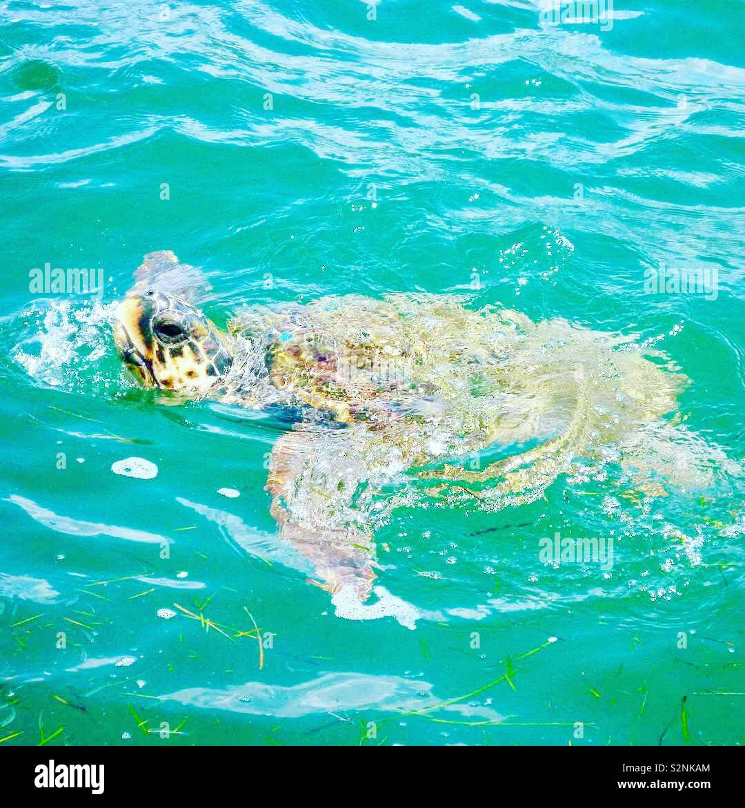 A loggerhead sea turtle spotted in the harbour of Argostoli, the ...