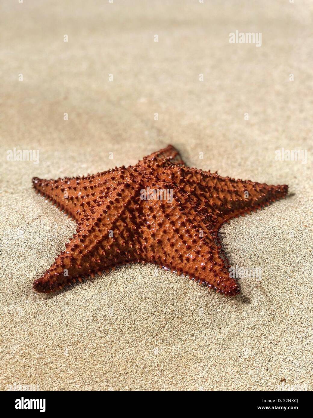 Caribbean starfish hi-res stock photography and images - Alamy