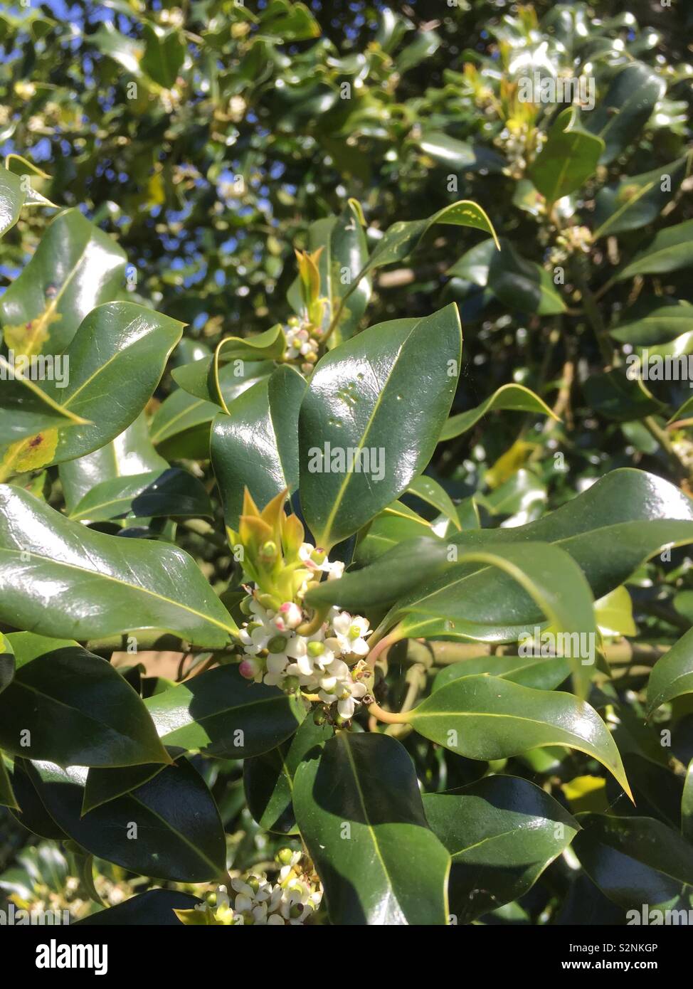Holly bush flowers hi-res stock photography and images - Alamy