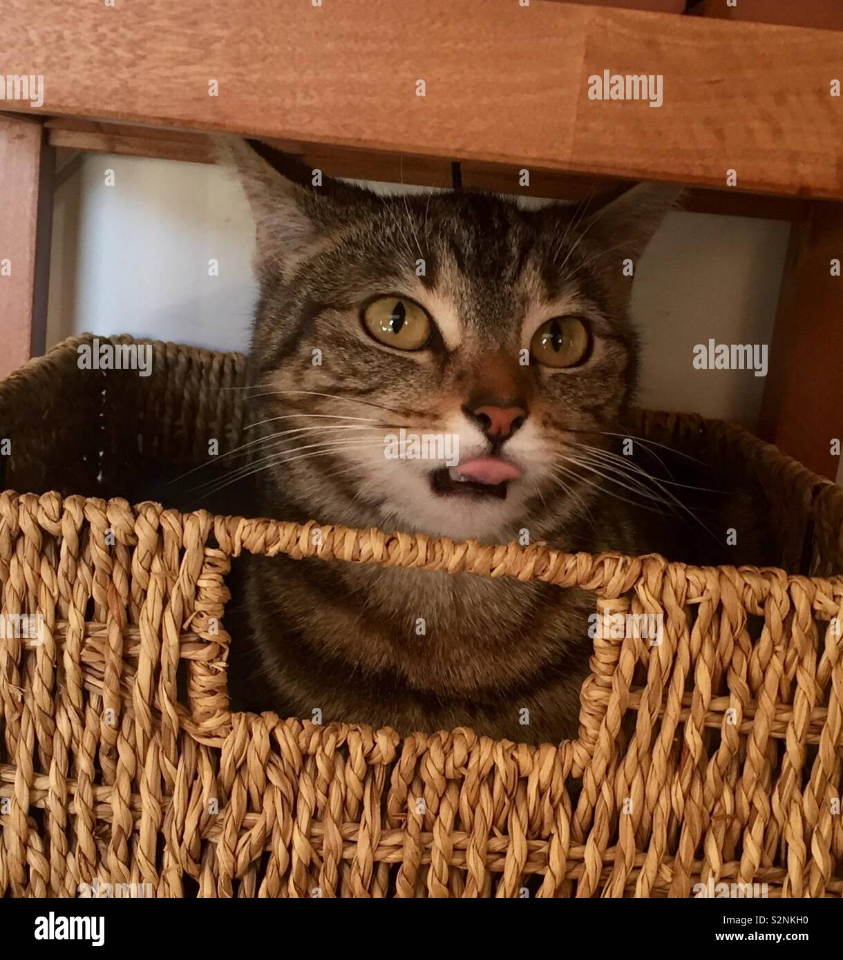 Cat poking out tongue hi-res stock photography and images - Alamy