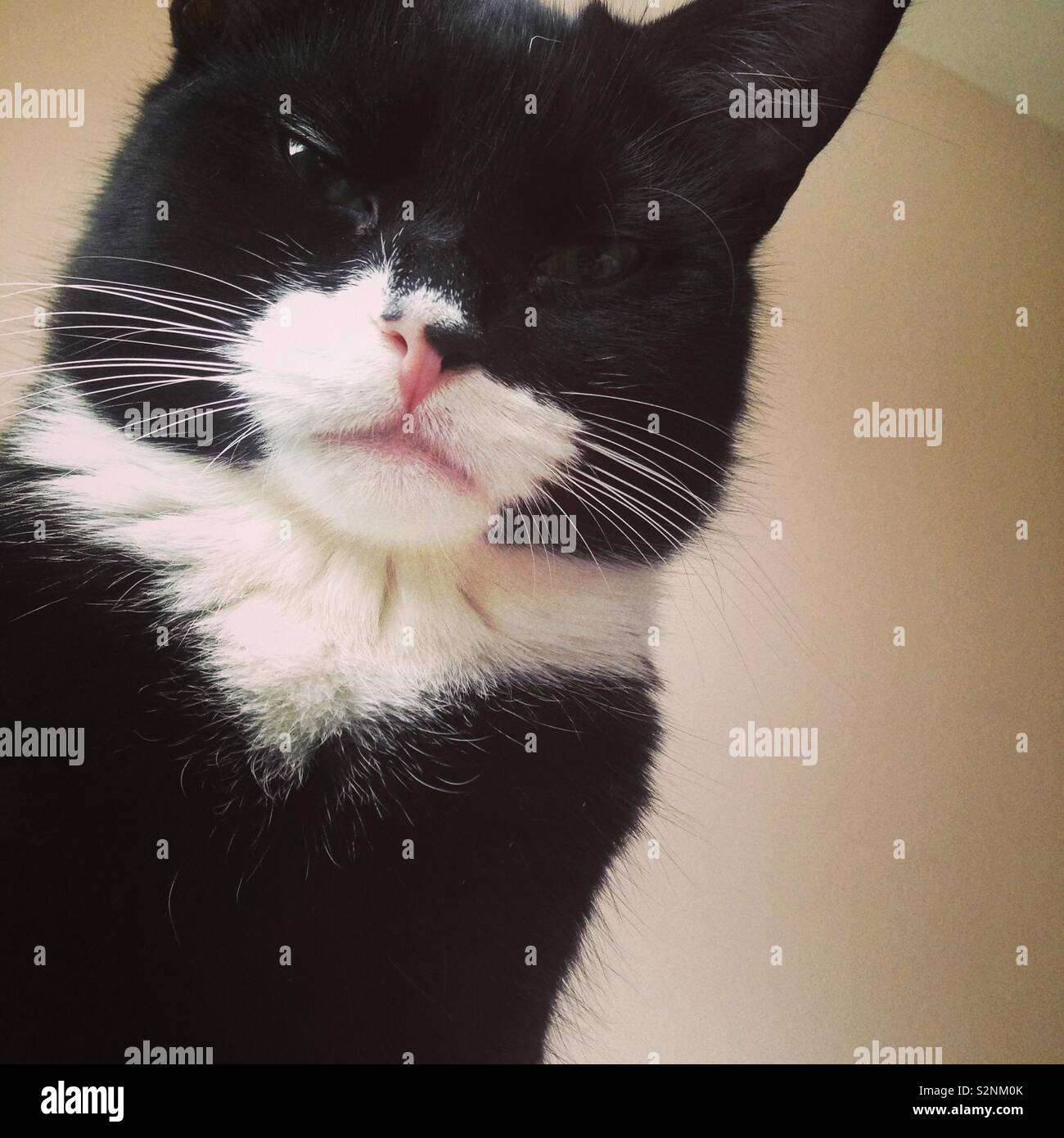 Luna the cat hi-res stock photography and images - Alamy