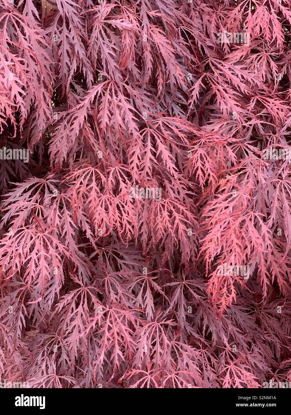 Red fern hi-res stock photography and images - Alamy