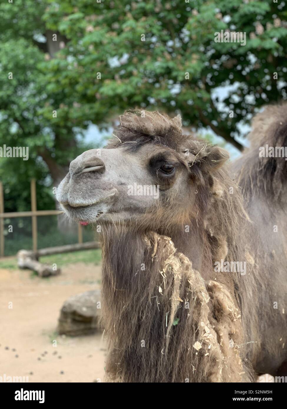 Camel zoo hi-res stock photography and images - Alamy