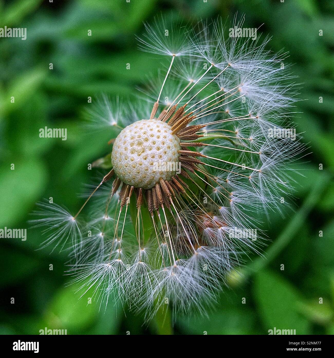Dandylion hi-res stock photography and images - Alamy