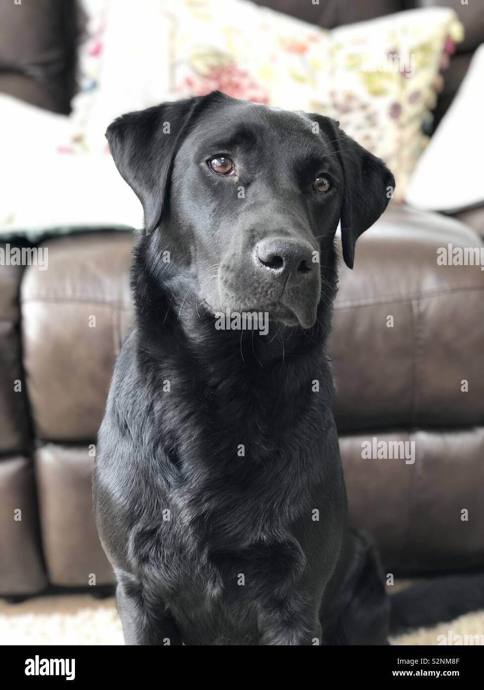Labrador at home hi-res stock photography and images - Alamy