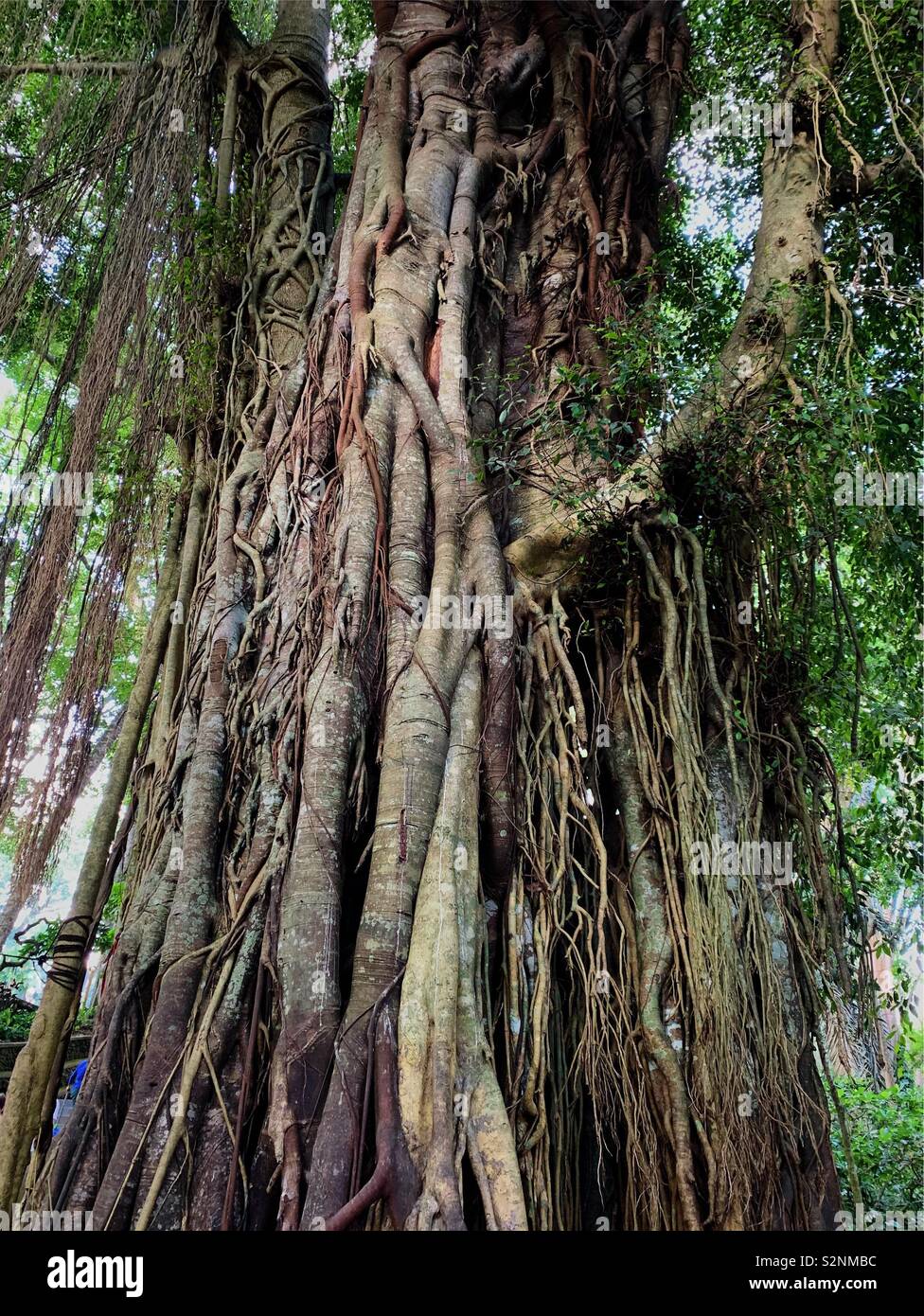 Bali vines hi-res stock photography and images - Alamy