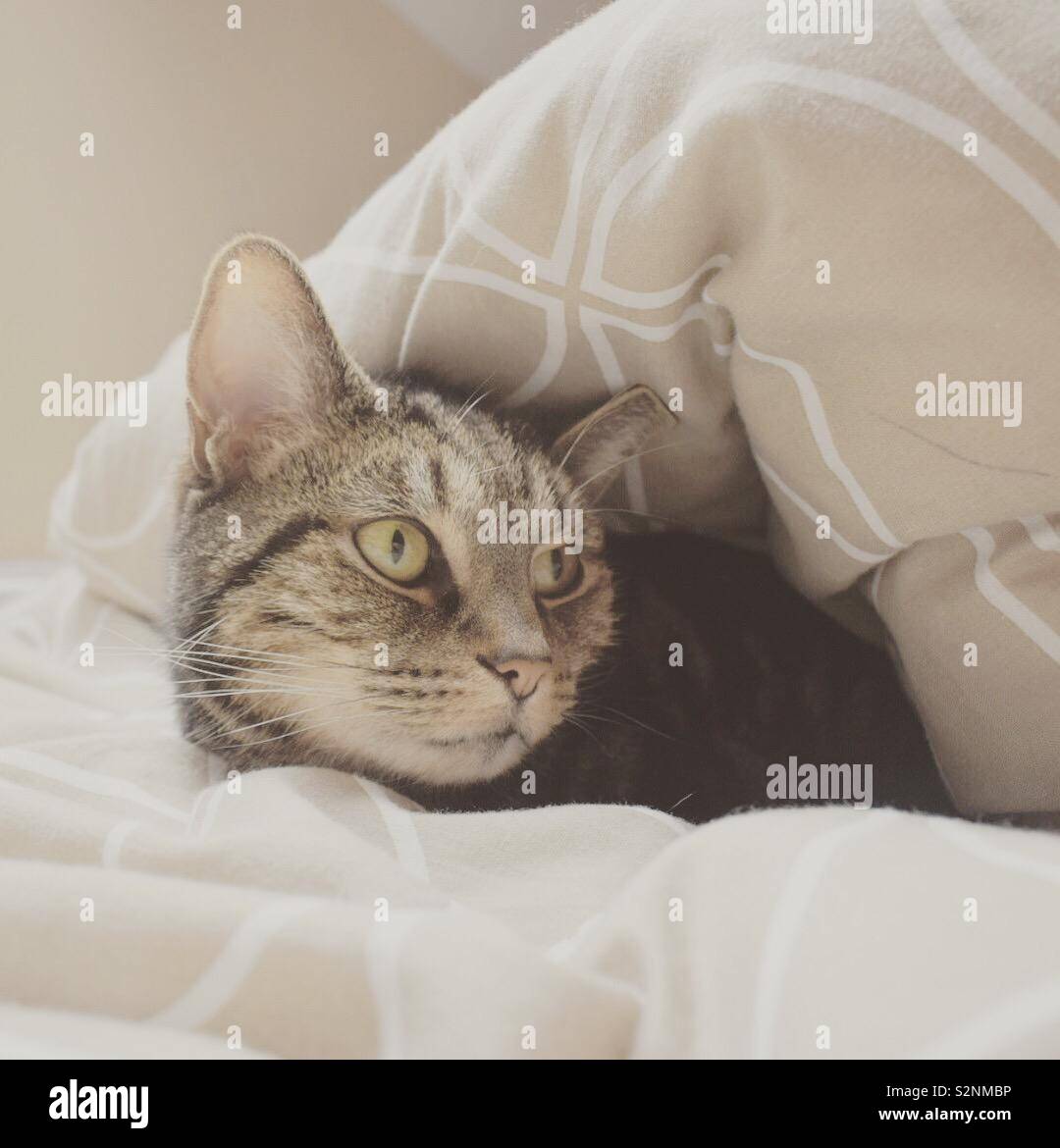 Its hard to be a cat hi-res stock photography and images - Alamy