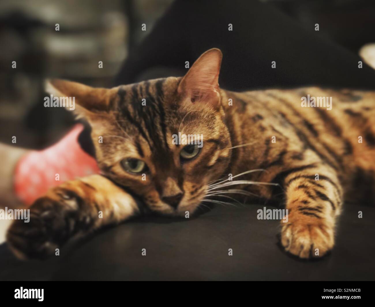 Bengal cat face Stock Photo - Alamy