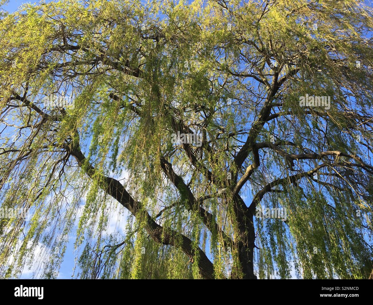 Willow tree leaves hi-res stock photography and images - Alamy