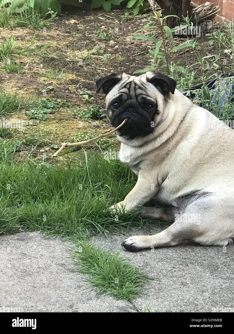 Chilling pug hi-res stock photography and images - Alamy