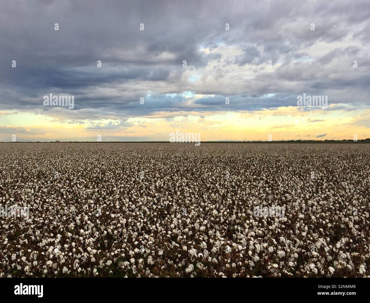 Texas cotton farming hi-res stock photography and images - Alamy
