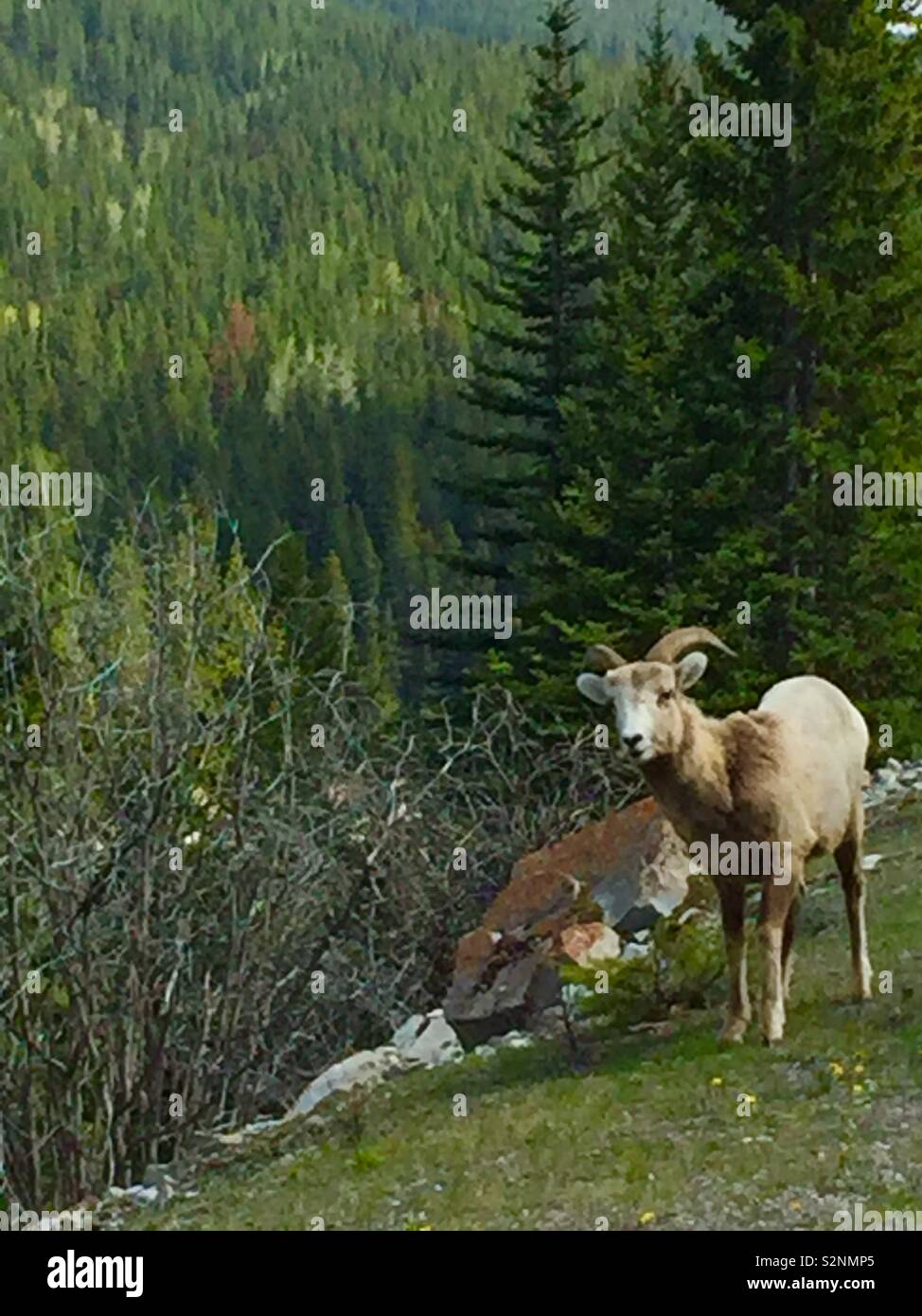Big horn mountain sheep in Banff National Park, Alberta, Canada Stock ...