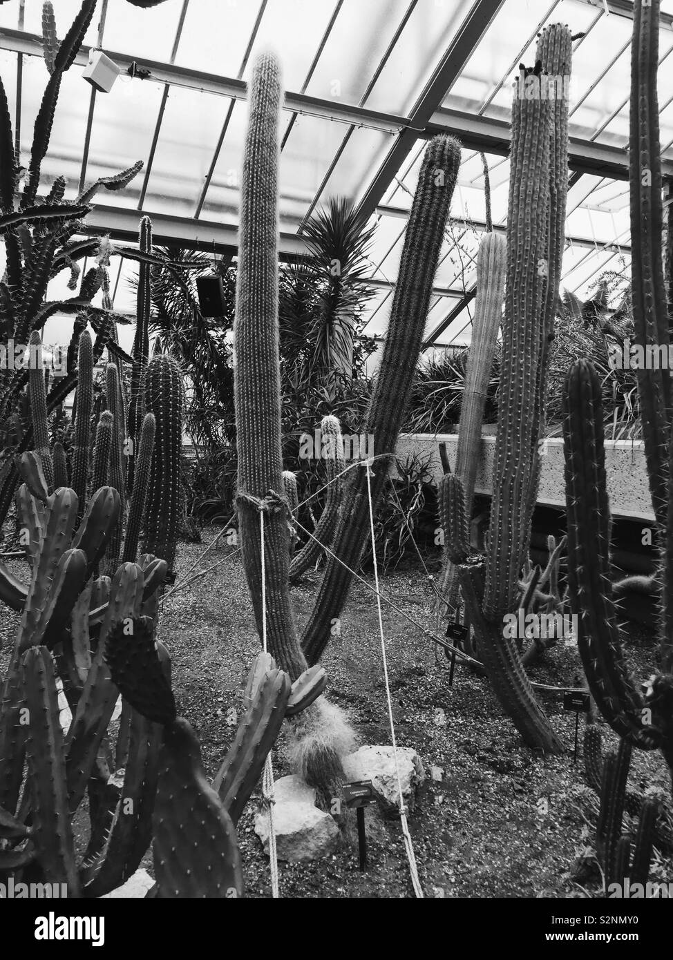 Greenhouse cactus hi-res stock photography and images - Alamy