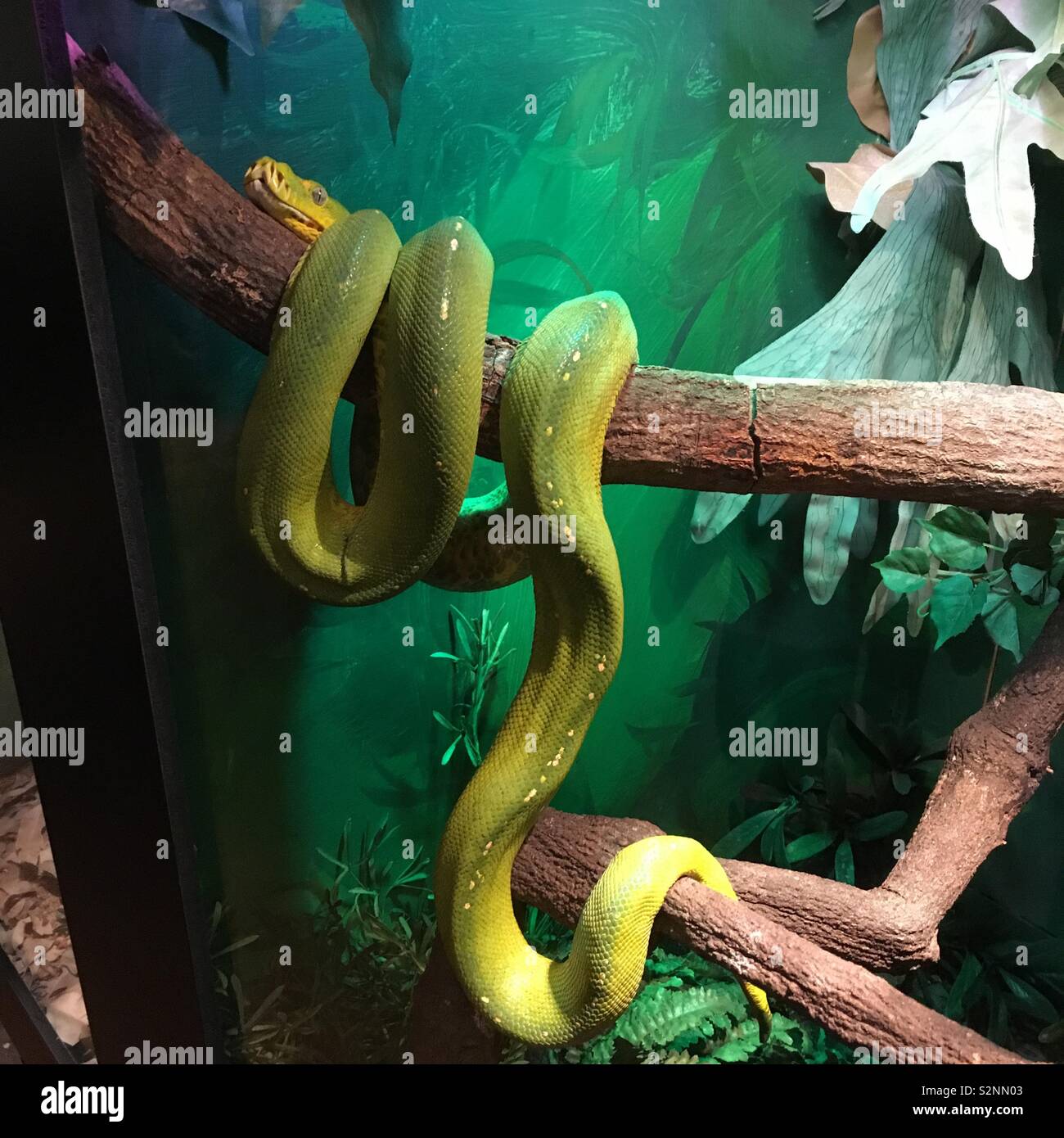 Reptile snake boa emerald tree hi-res stock photography and images - Alamy