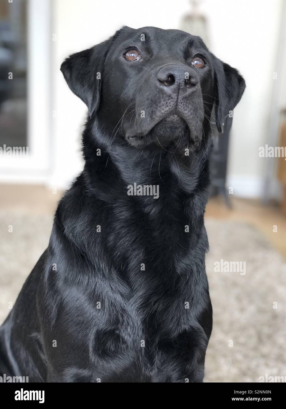 Labrador eyes hi-res stock photography and images - Alamy