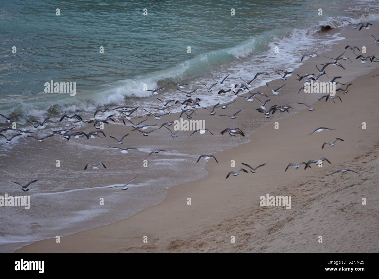Sea of birds hi-res stock photography and images - Alamy