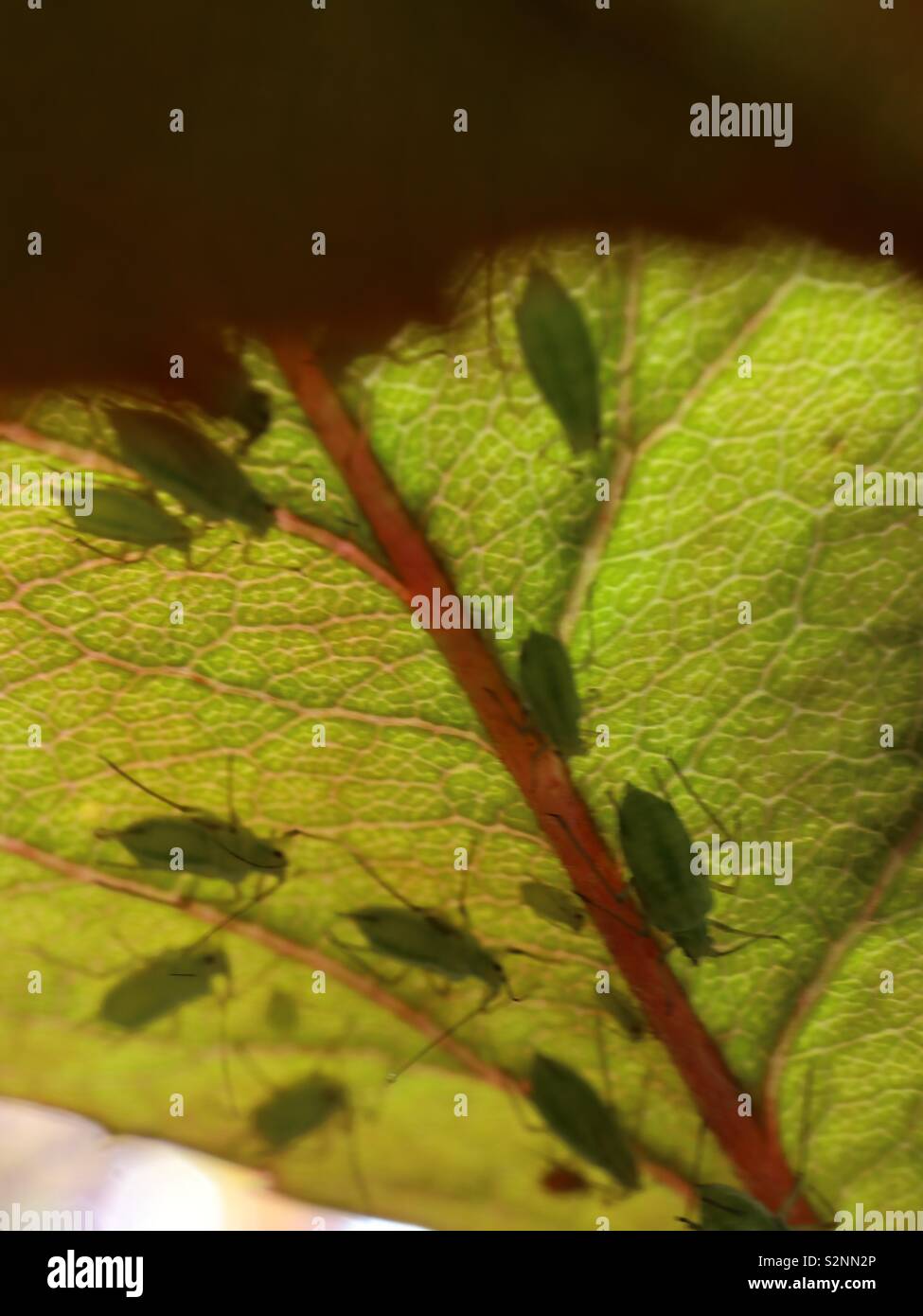 Greenfly rose hi-res stock photography and images - Alamy