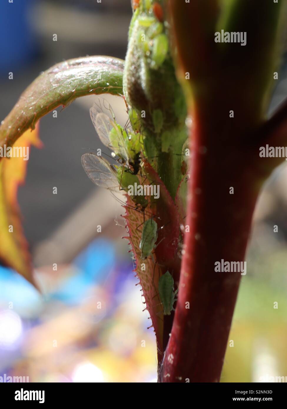 Rose bud greenfly hi-res stock photography and images - Alamy