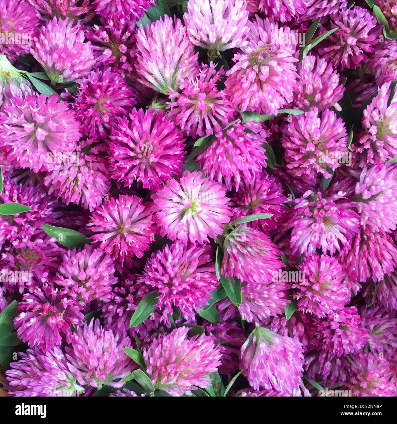 Pink clover flowers hi-res stock photography and images - Alamy