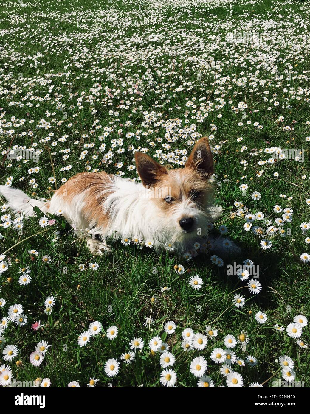 Cute puppies flowers hi-res stock photography and images - Alamy