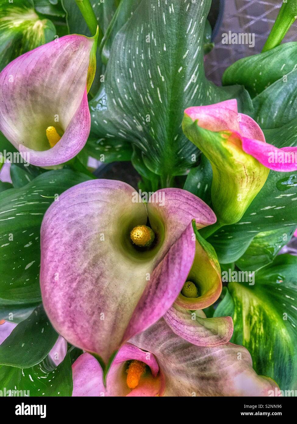 Cali flower hi-res stock photography and images - Alamy