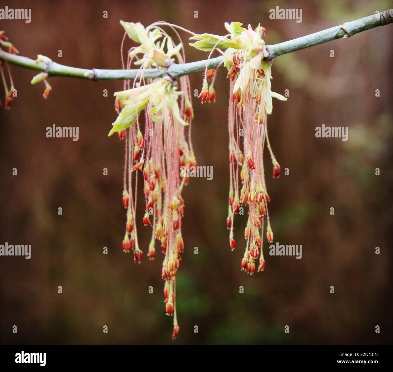 First signs of spring Stock Photo - Alamy