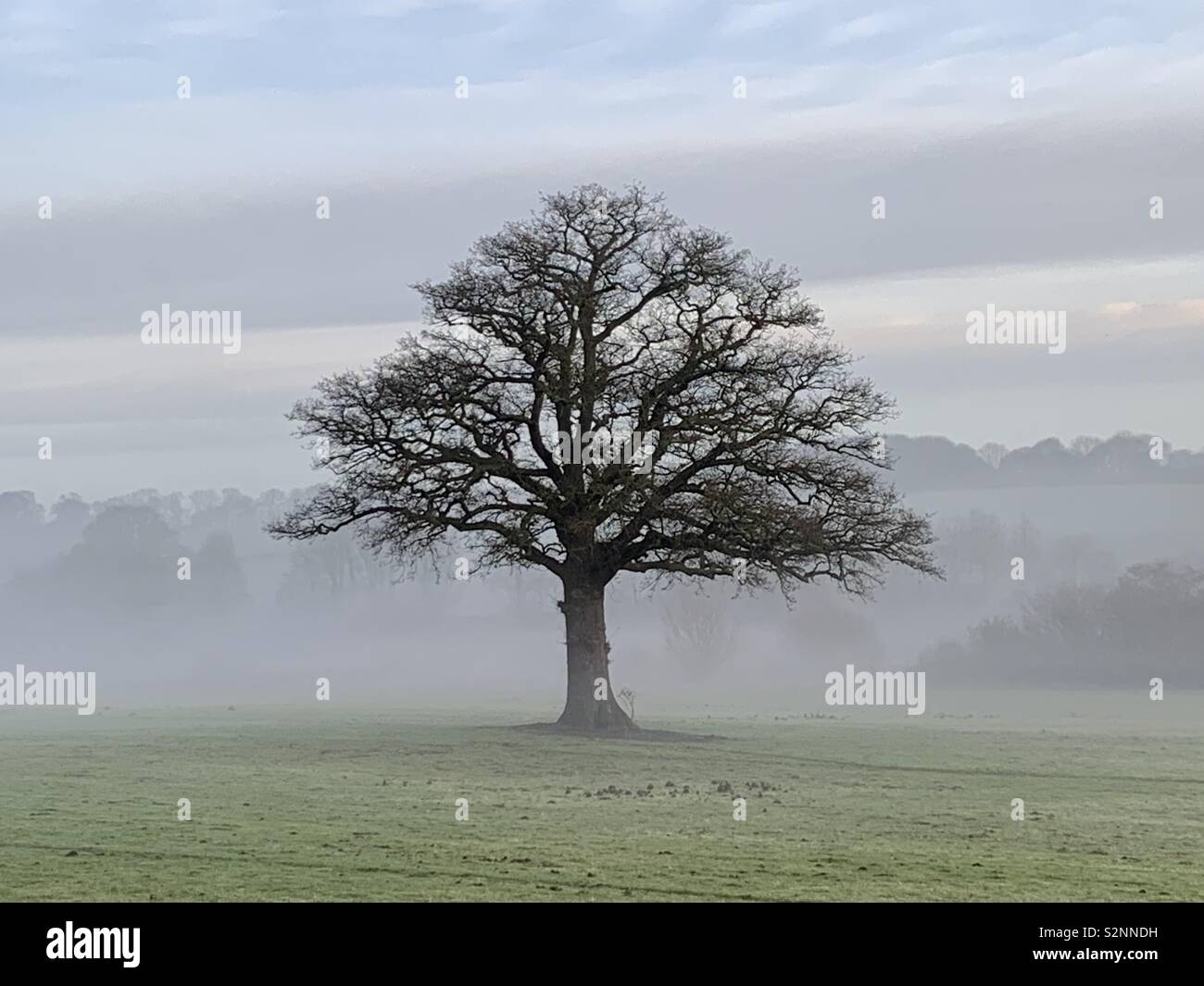 Misty tree hi-res stock photography and images - Alamy
