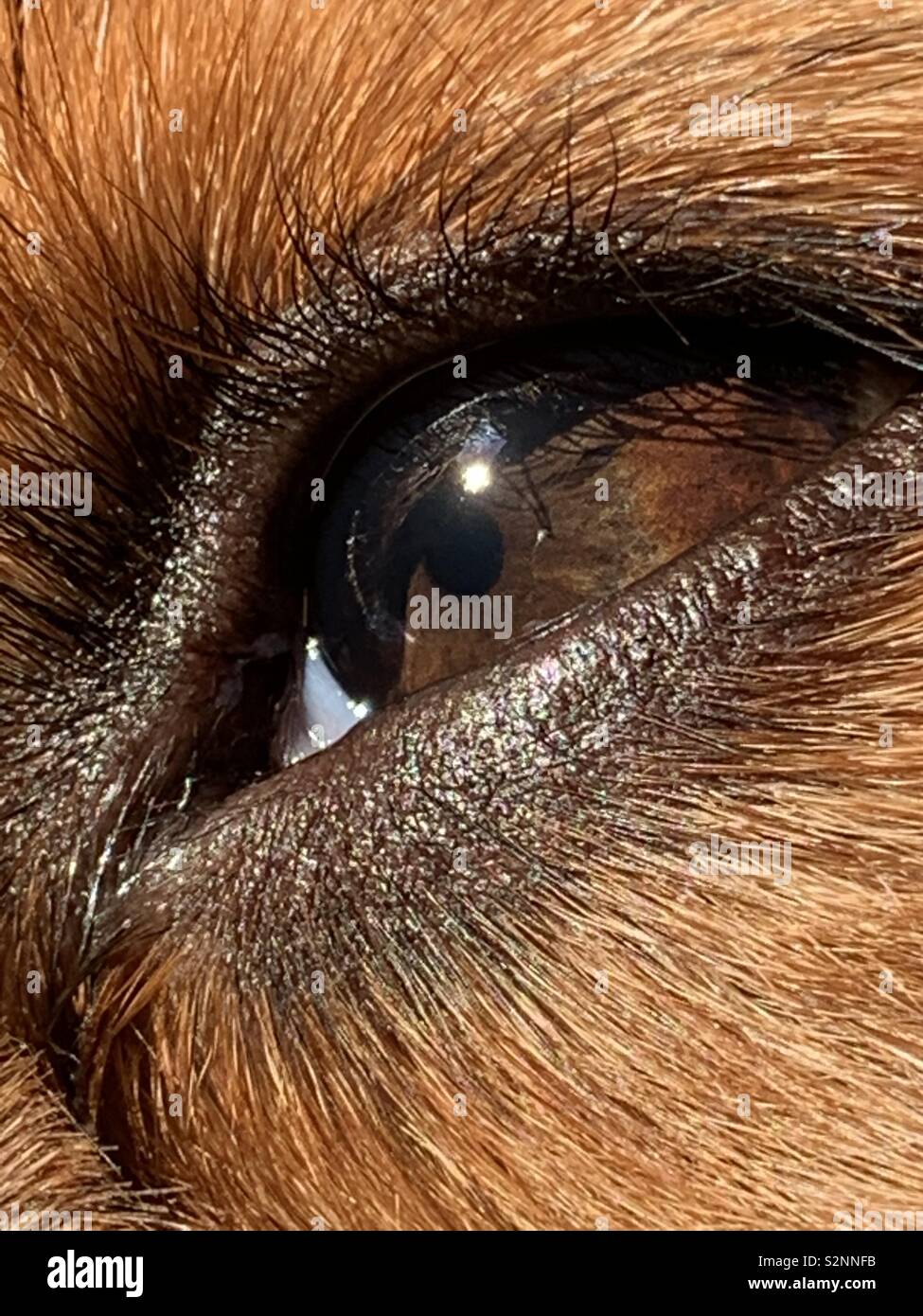 Dog eye close up Stock Photo - Alamy