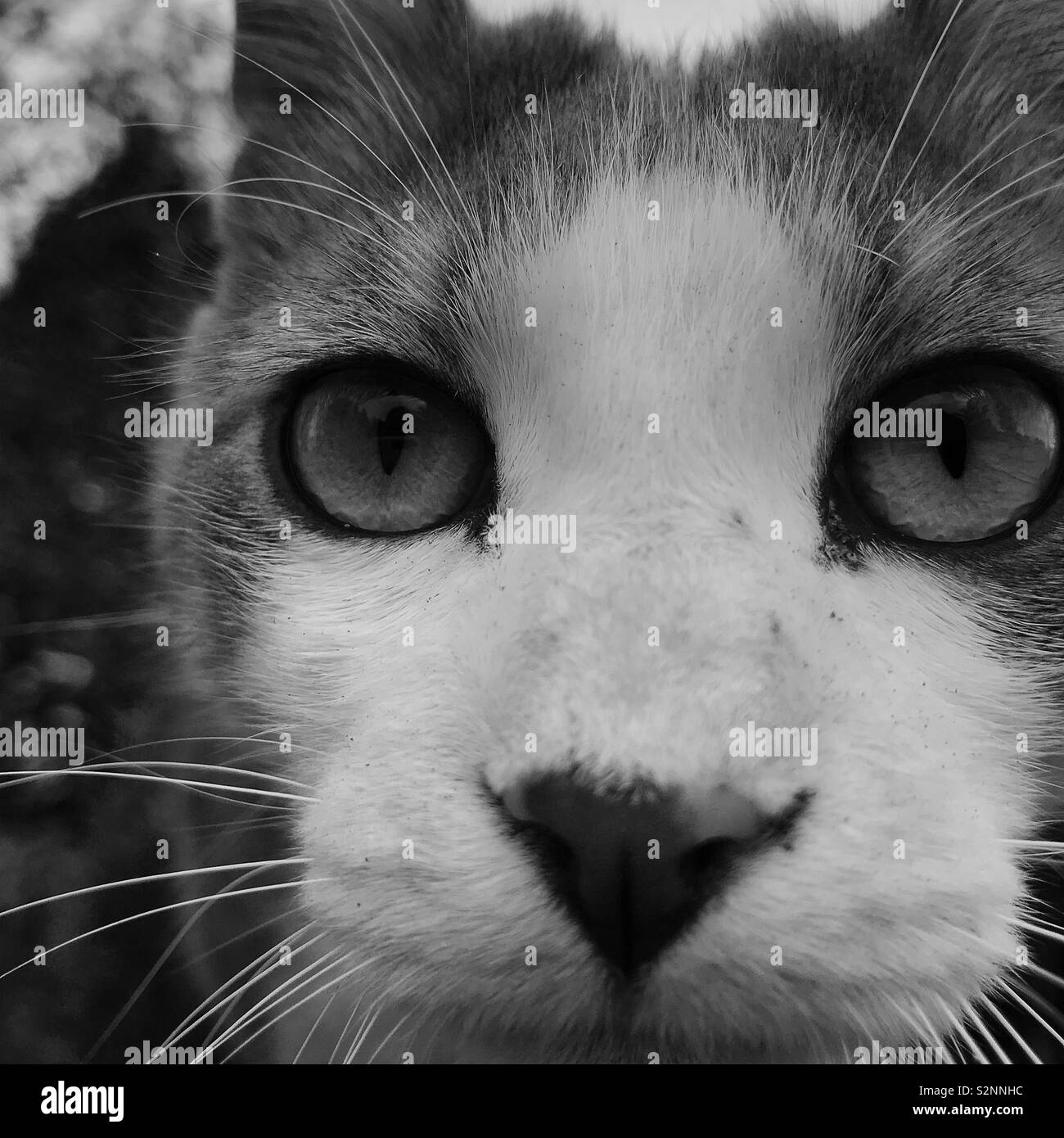 Cat face close-up Stock Photo - Alamy