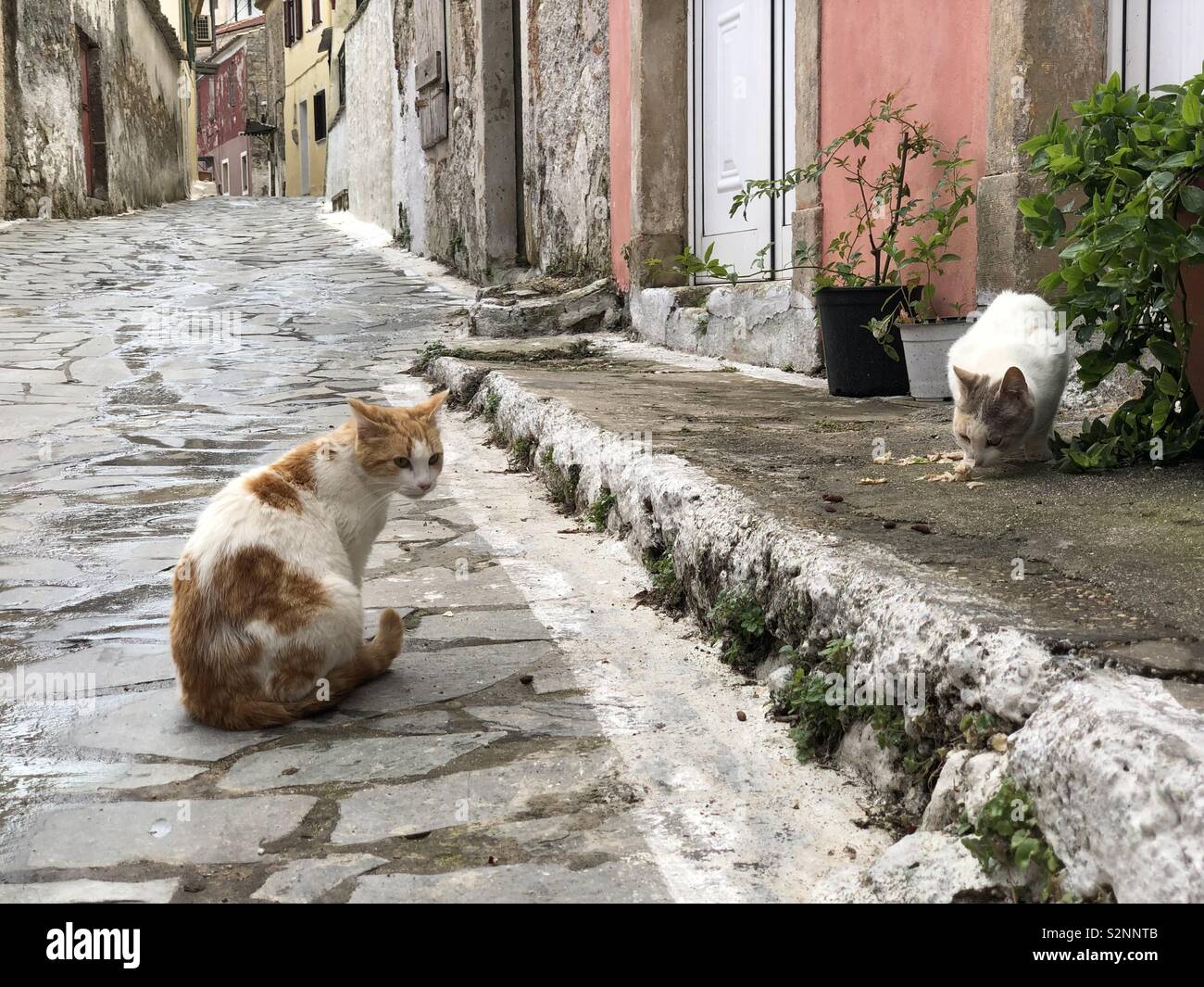 Cats eating on old street Stock Photo - Alamy
