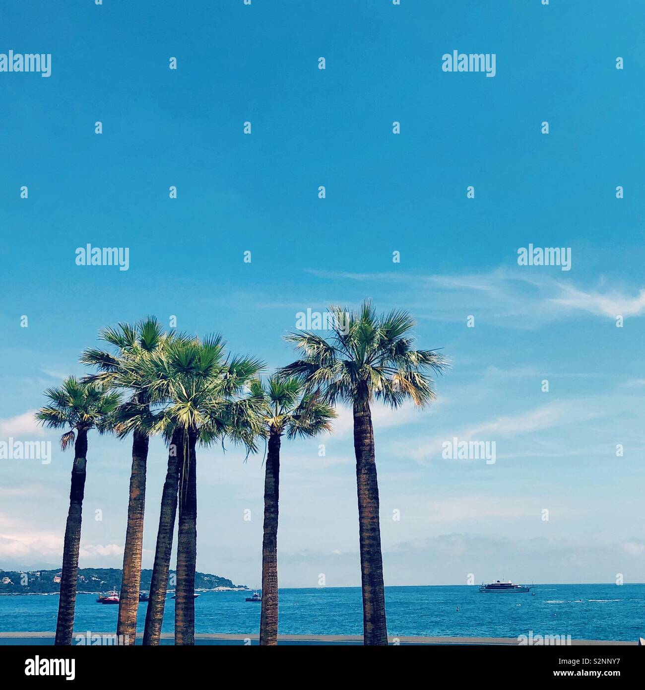 Palm trees in Monte Carlo, Monaco Stock Photo - Alamy