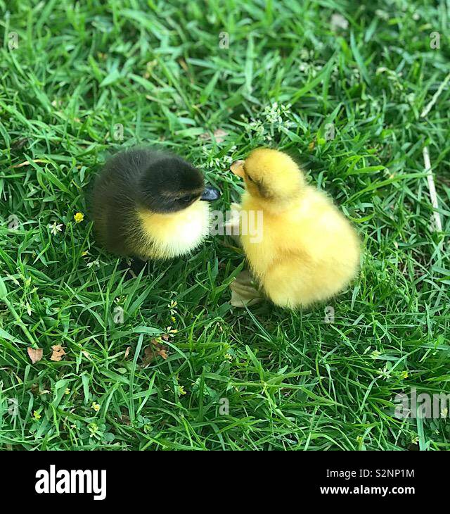 Day old ducklings hi-res stock photography and images - Alamy