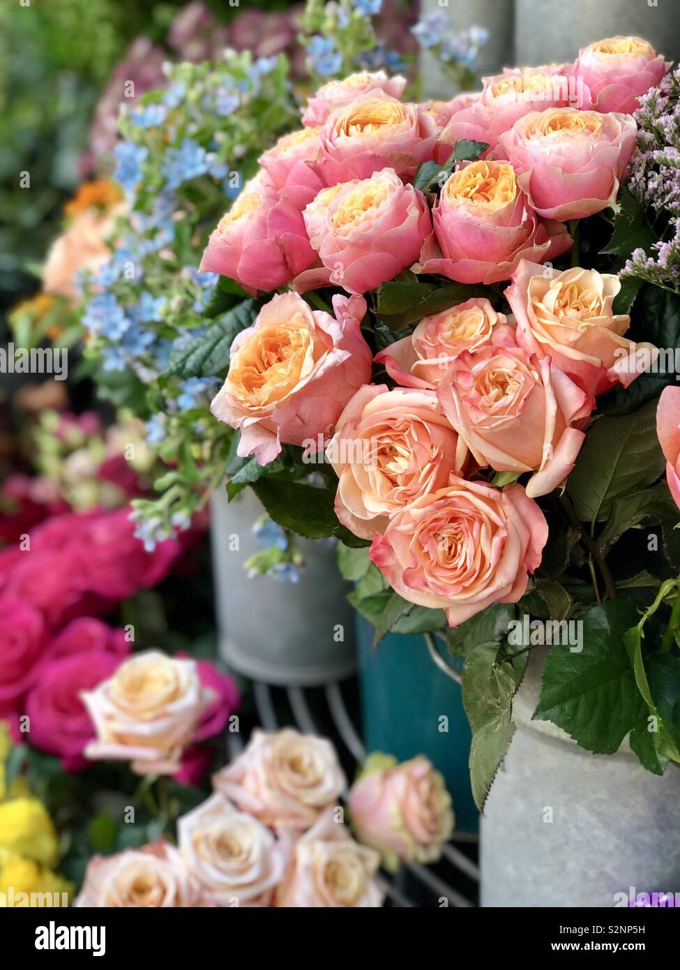 Coral Roses 🌹 Stock Photo - Alamy