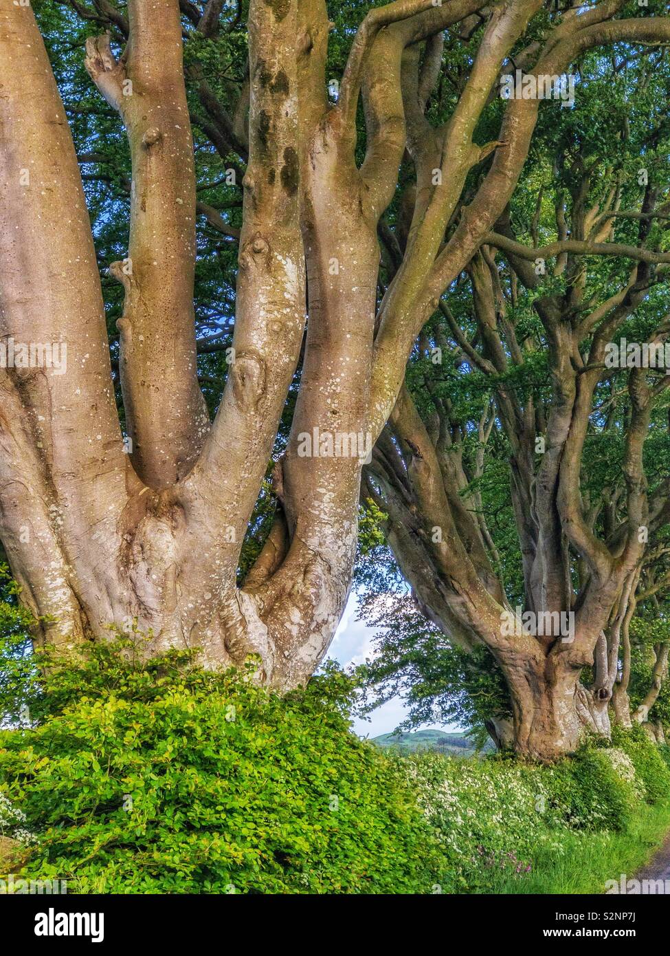 Large mature Beech trees in a hedgerow Stock Photo - Alamy