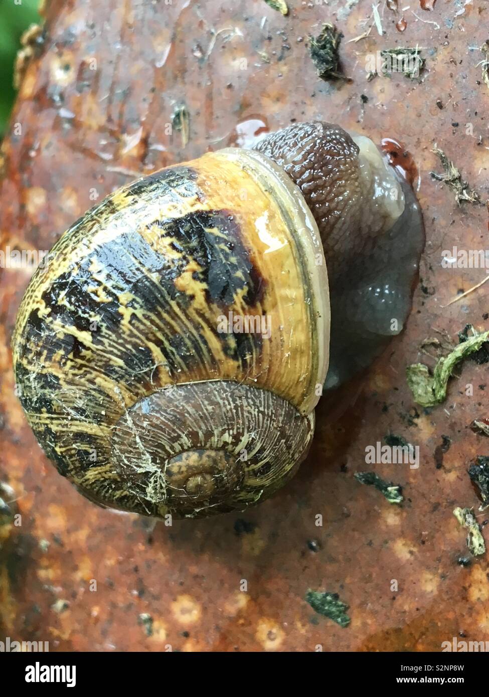 Snail travelling slime Stock Photo - Alamy