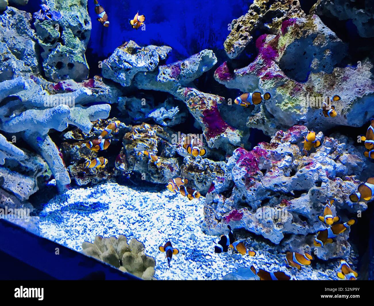 Aquarium clownfish hi-res stock photography and images - Alamy