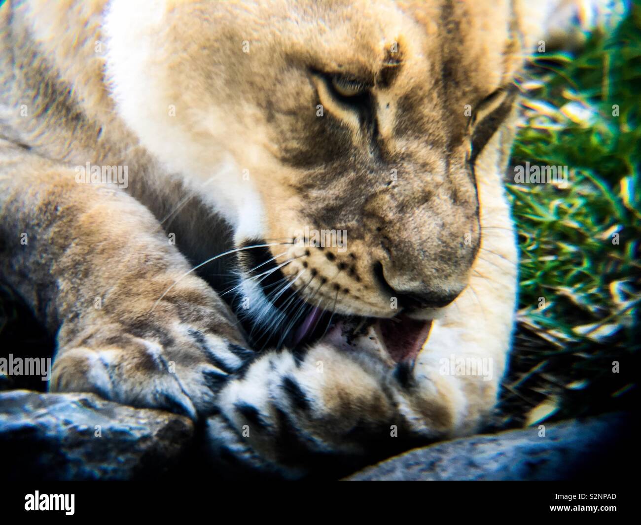 Live lion hi-res stock photography and images - Alamy
