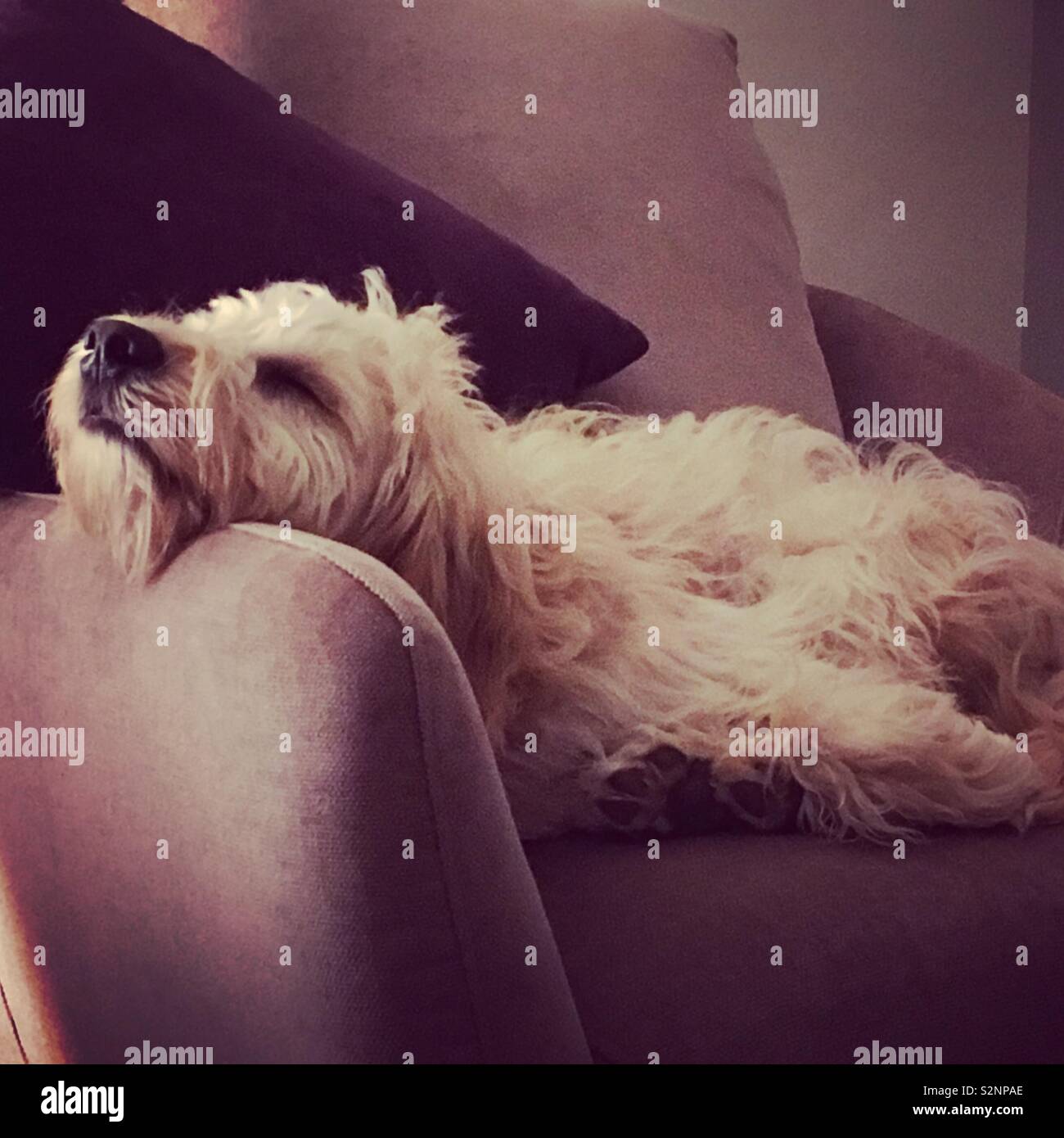 Sleeping cockerpoo puppy hi-res stock photography and images - Alamy