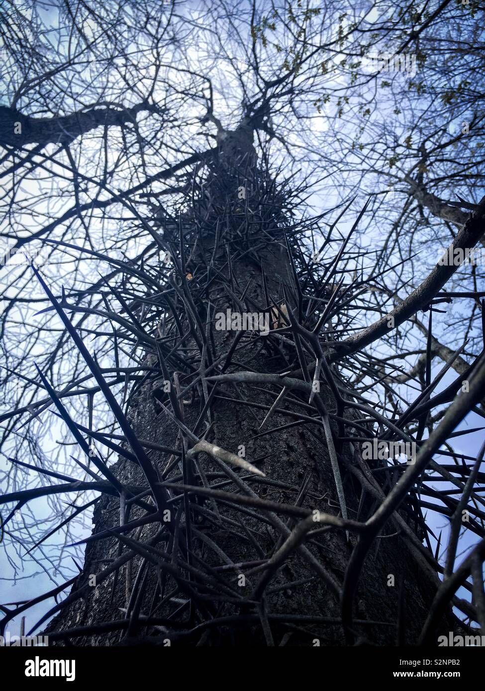 Spiky tree hi-res stock photography and images - Alamy