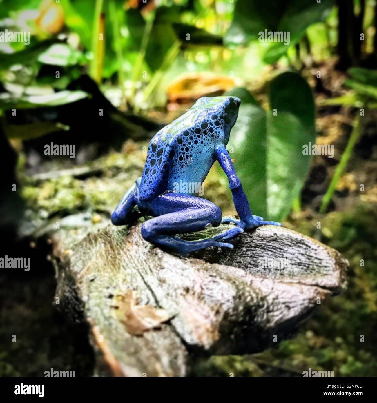 Blue frog hi-res stock photography and images - Alamy