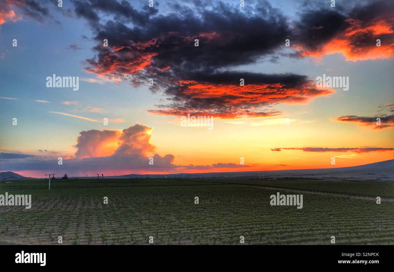 Gorgeous sunset over a winery in Benton city Washington Stock Photo - Alamy