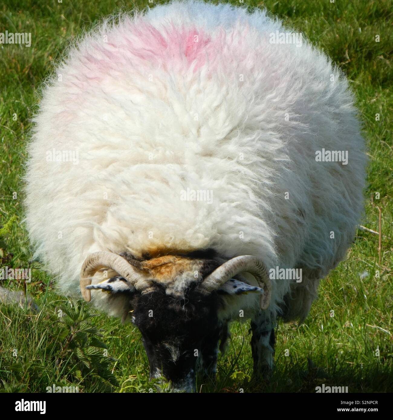 Fluffy sheep hi-res stock photography and images - Alamy